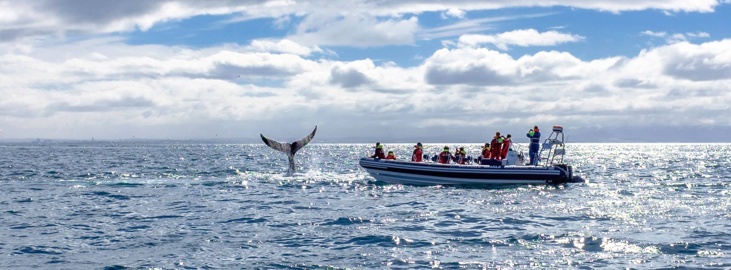 Whale-Safari-feature.jpeg